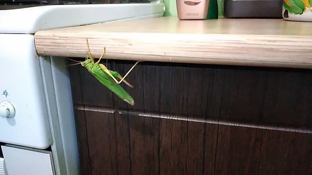 Незваный гость.