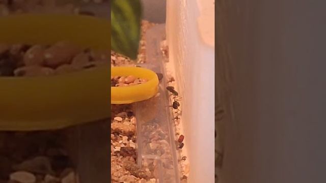 Messor capitatus собирают зерна