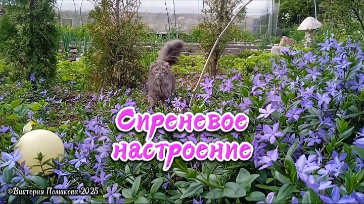 Сиреневое настроение ©Виктория Полшкова. Красивая музыка, аккордеон, ностальгия по ушедшей весне