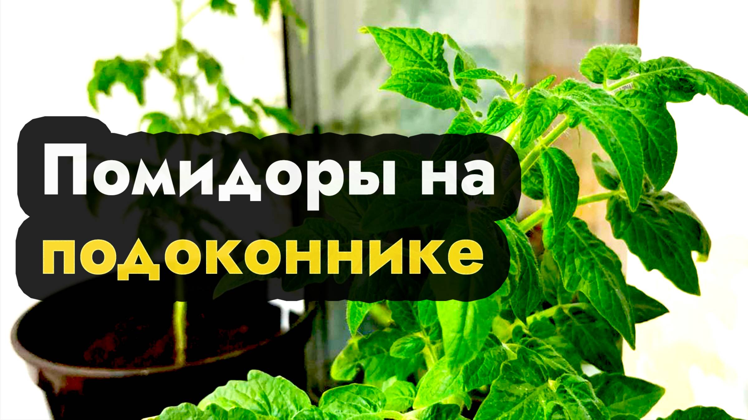 Выращиваем домашние помидоры на подоконнике, как вырастить помидоры дома на подоконнике