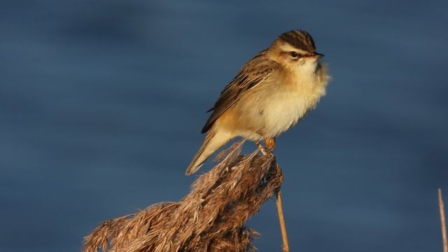 Камышовка Барсучок, наблюдение птиц в Новгородской области, 1 июня 2025