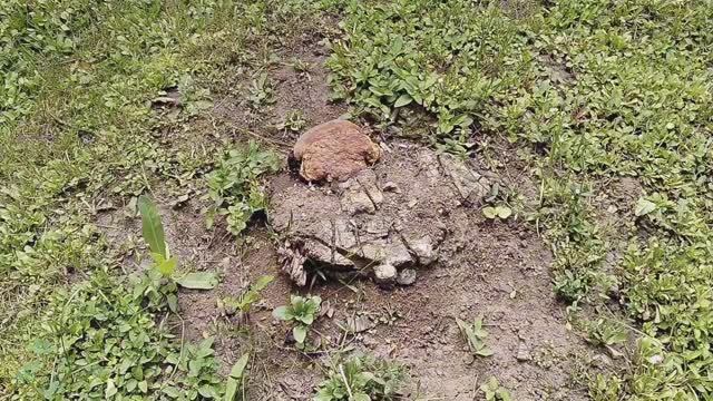 Как удалить пень от яблони с участка. Яблоня, посаженная в конце восьмидесятых годов прошлого века