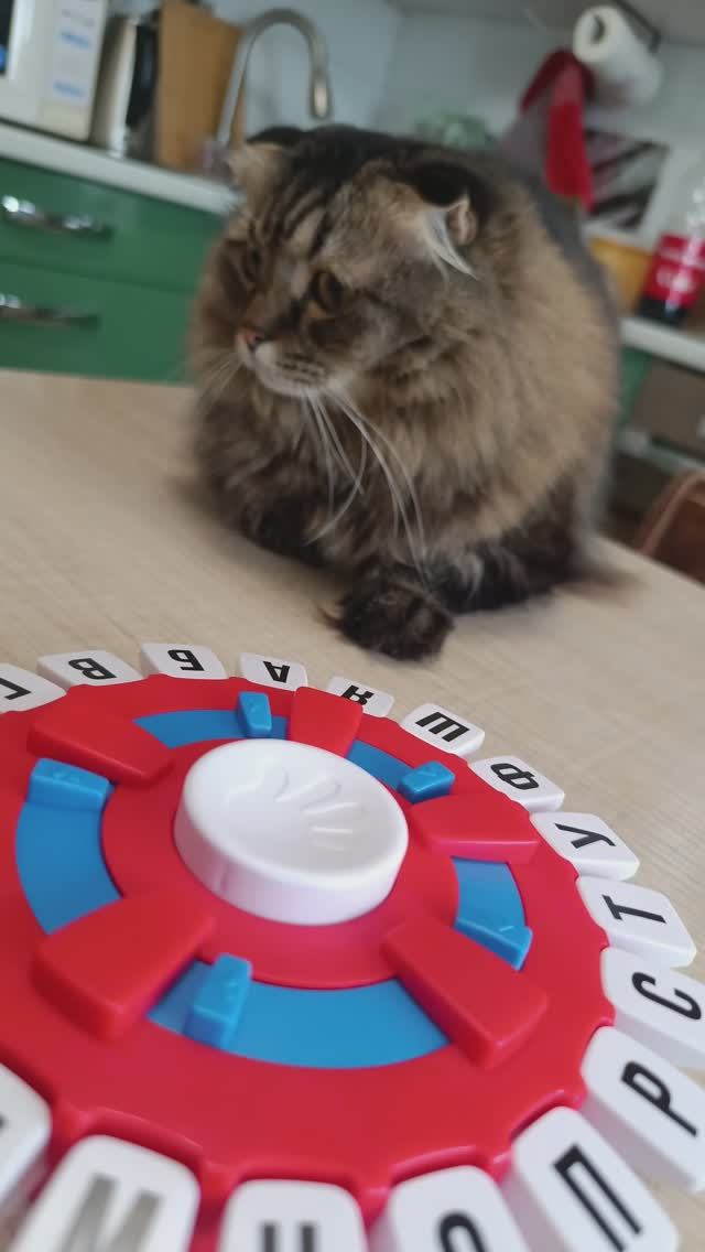 Где детонатор?! #shorts #cat #кот #котик