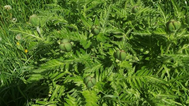 Когда снимать видосики на даче, Ленинградская область