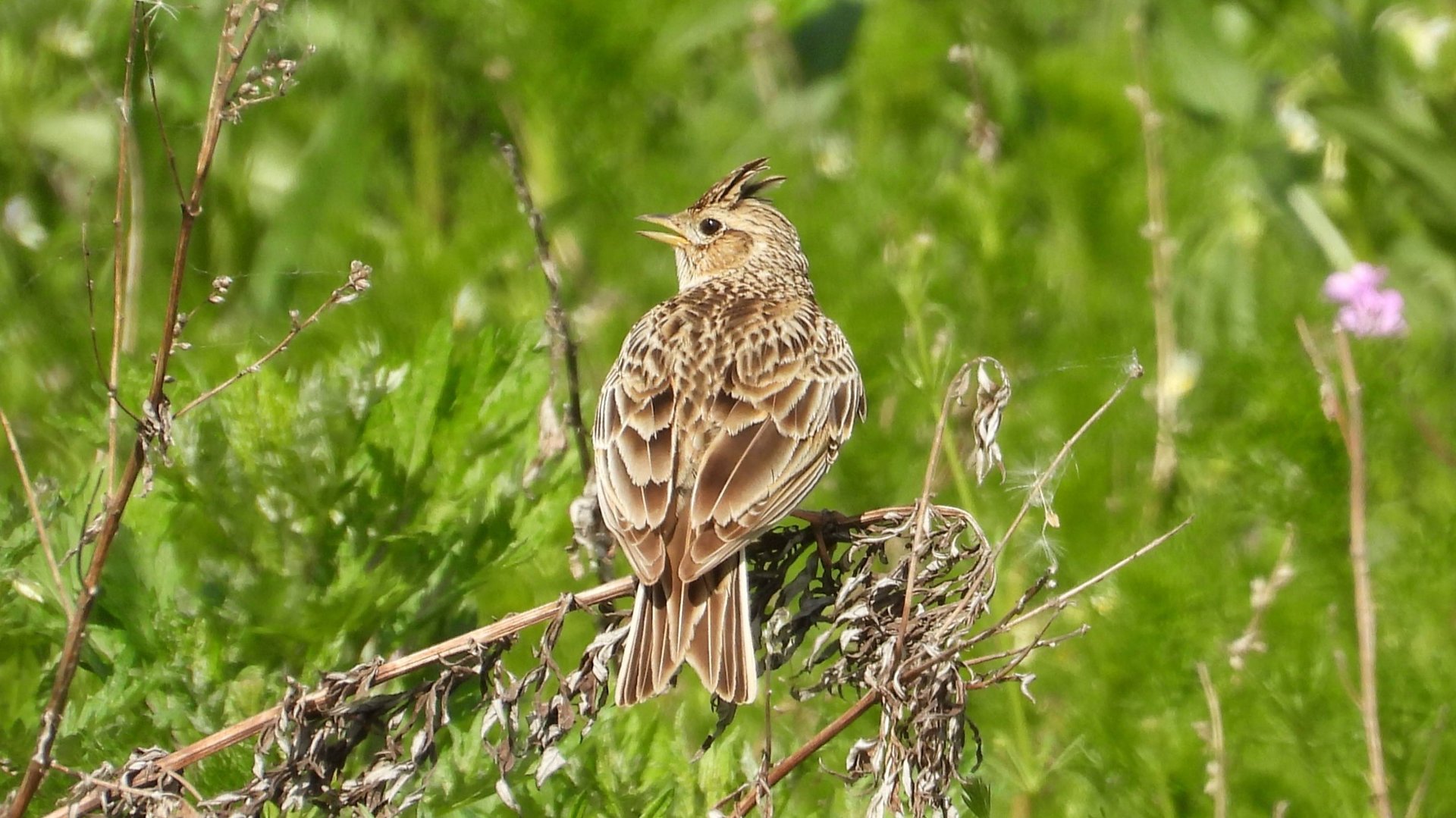Полевой Жаворонок, наблюдение птиц в Новгородской области, 1 июня 2025