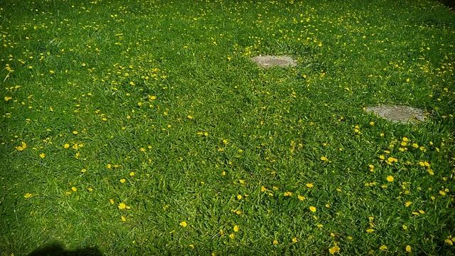 обзор плюшевого и одуванчиков.mp4