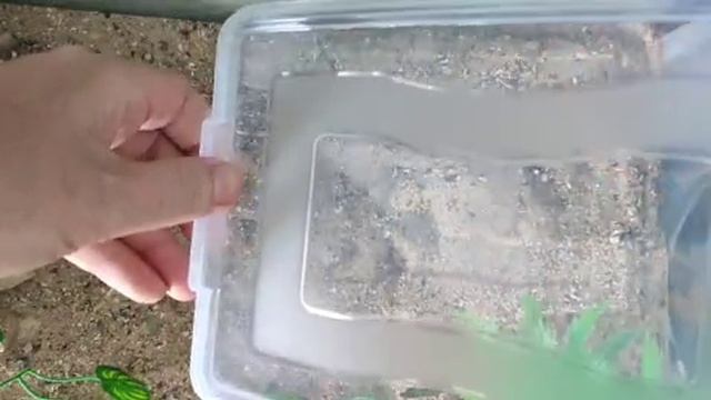 Муравьи messor capitatus приехали