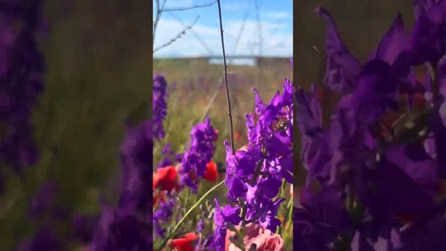 💚 Заканчивают своё цветение - Крымский дельфиниум и маки. Если не успели насладиться их красотой,