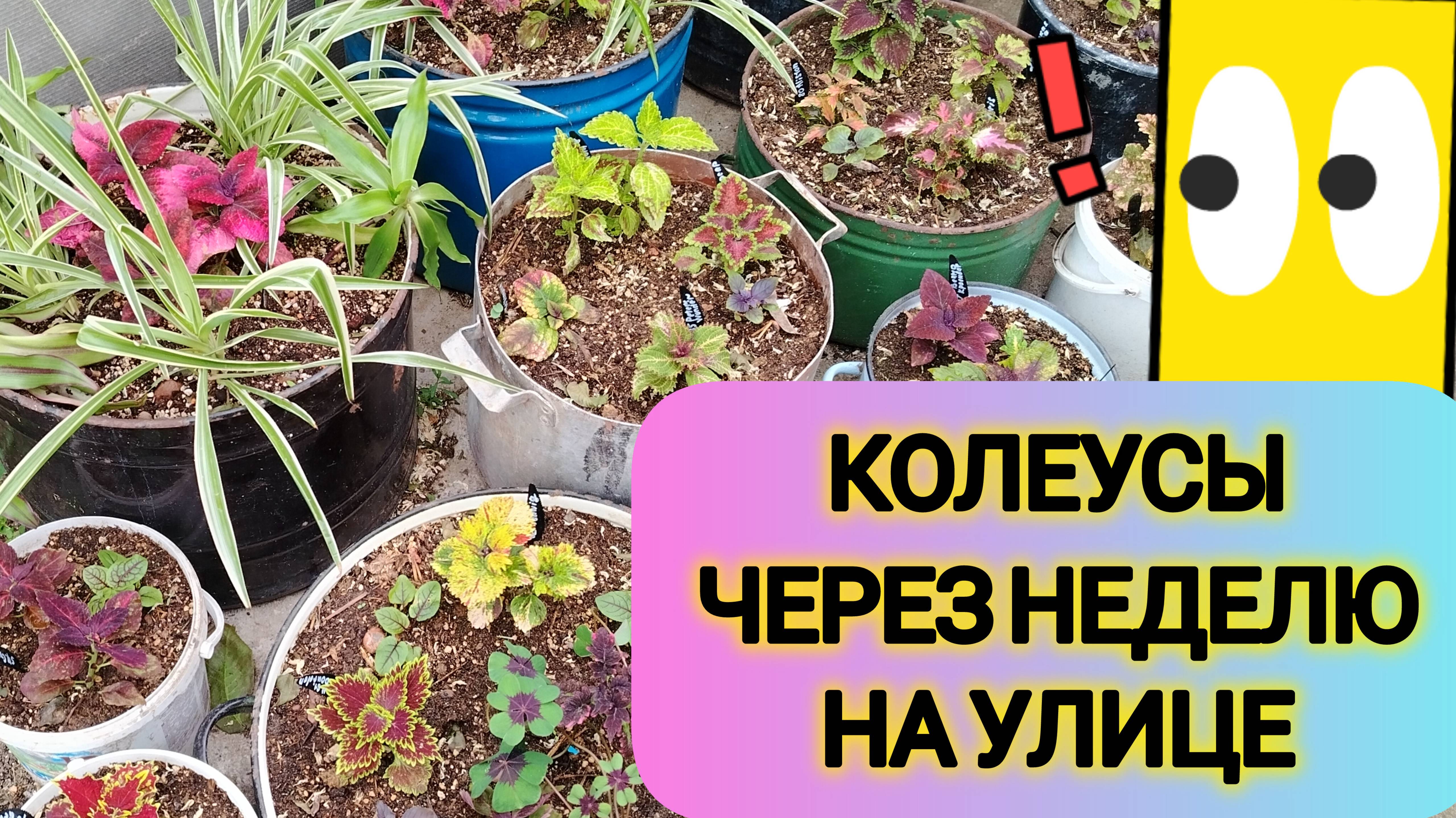 КОЛЕУСЫ ЧЕРЕЗ НЕДЕЛЮ НА УЛИЦЕ
