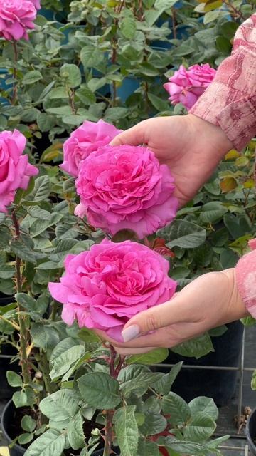 Роза чайно-гибридная "Chartreuse de Parme"®