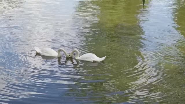 Путешествие в Москву.18 часть. Лебеди в парке Останкино.mp4