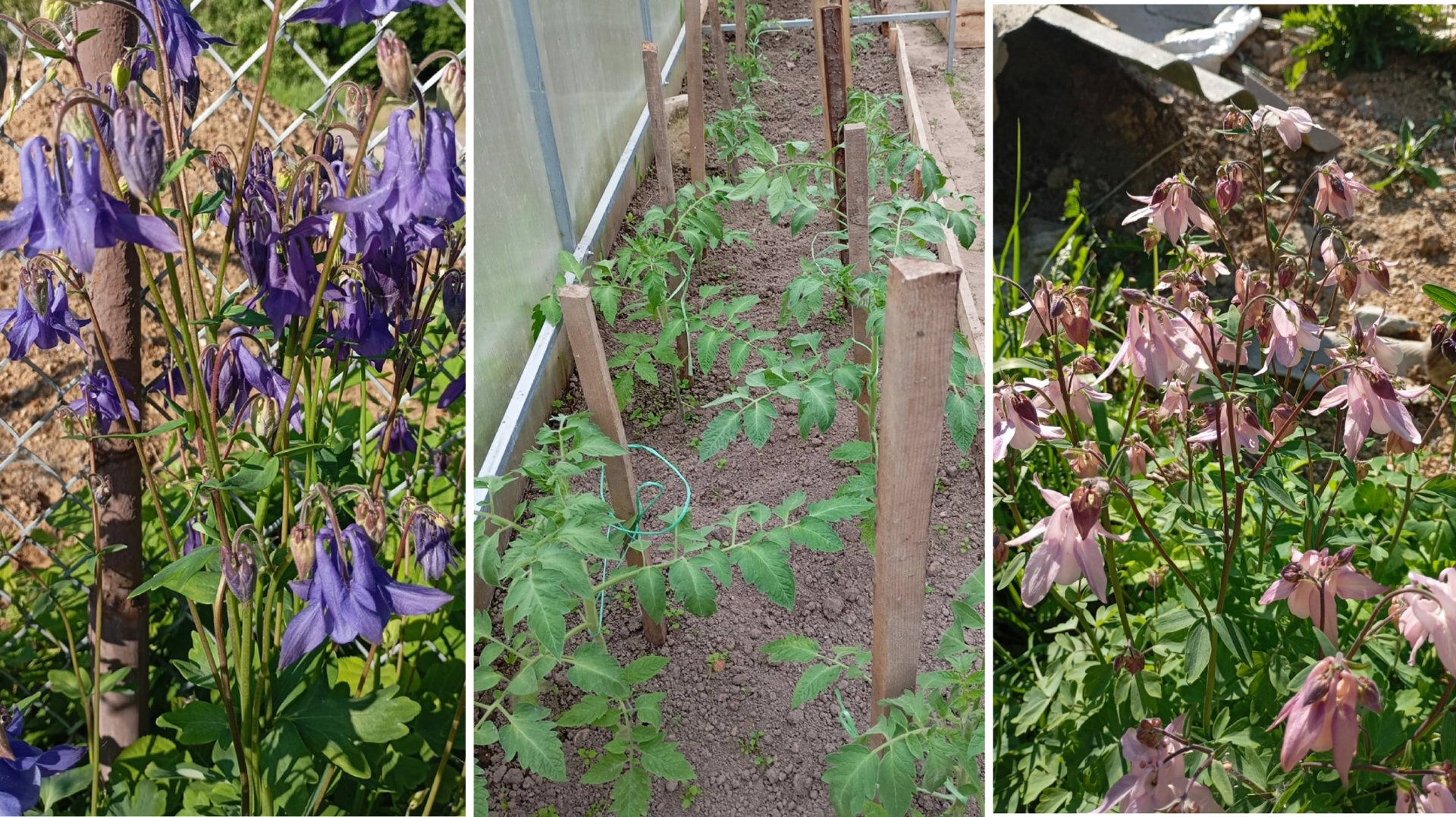 Первые дни лета😍 огородные дела. Цветы детства