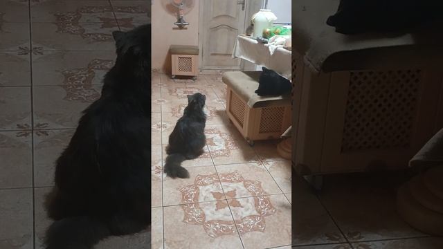 Семка  и Тишка.