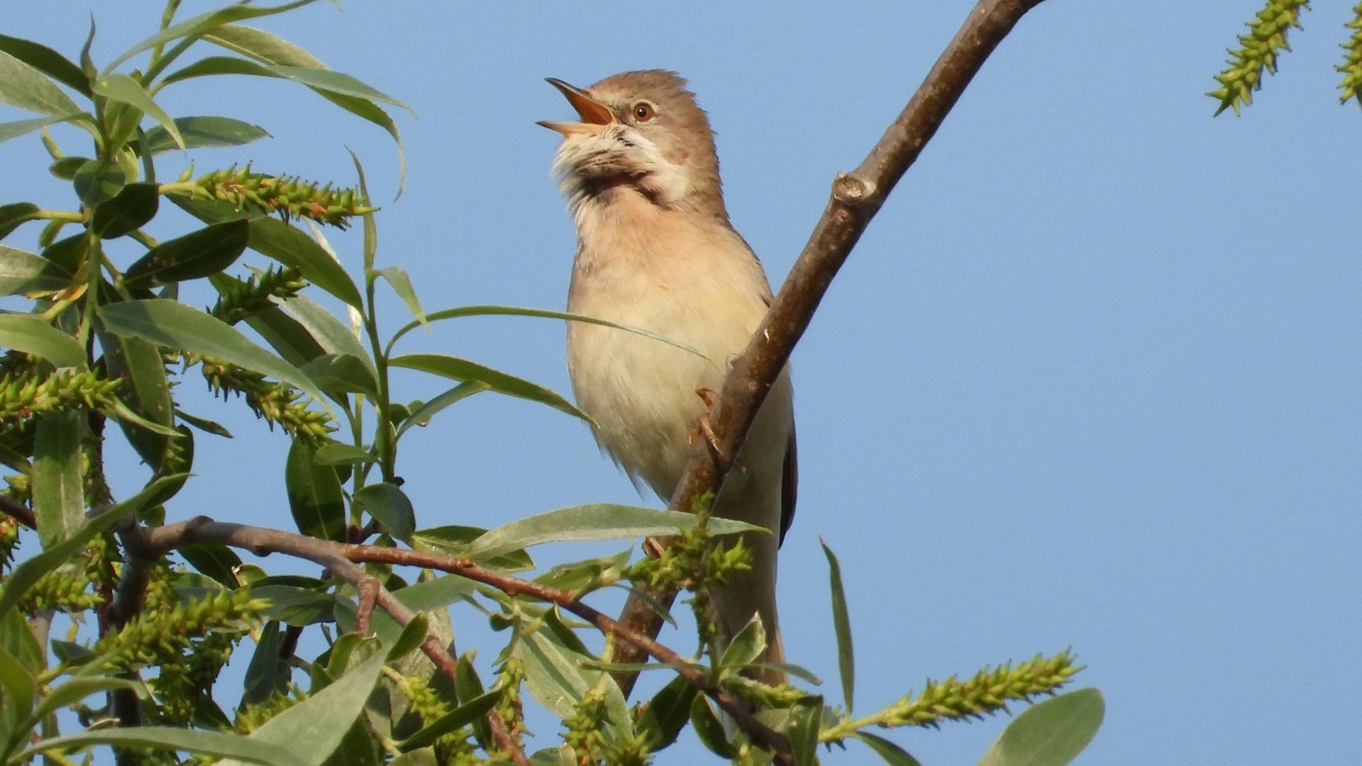 Голоса птиц. Серая Славка, наблюдение птиц в Великом Новгороде, 2 июня 2025