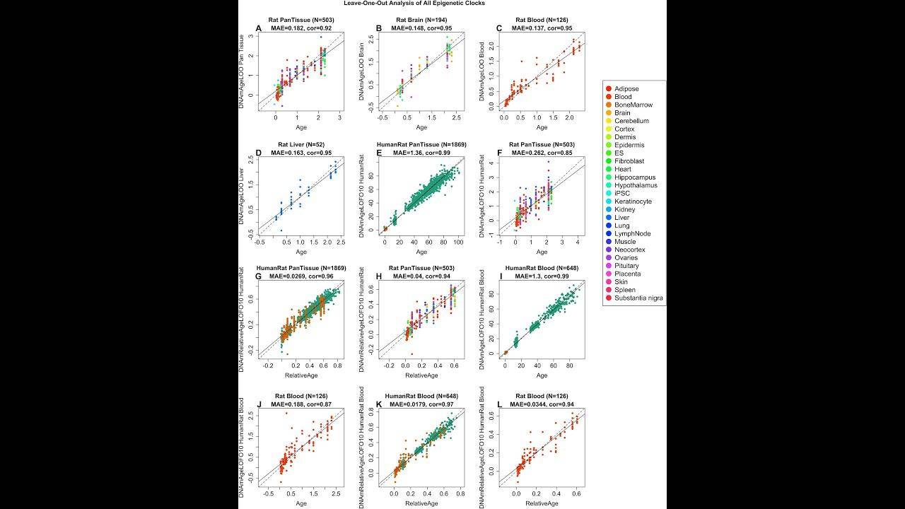 Изменение биологического возраста крыс с помощью фракции плазмы молодой свиньи