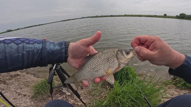 Ловля на поплавок. Маховая удочка. Карась на манку. Субботний день.