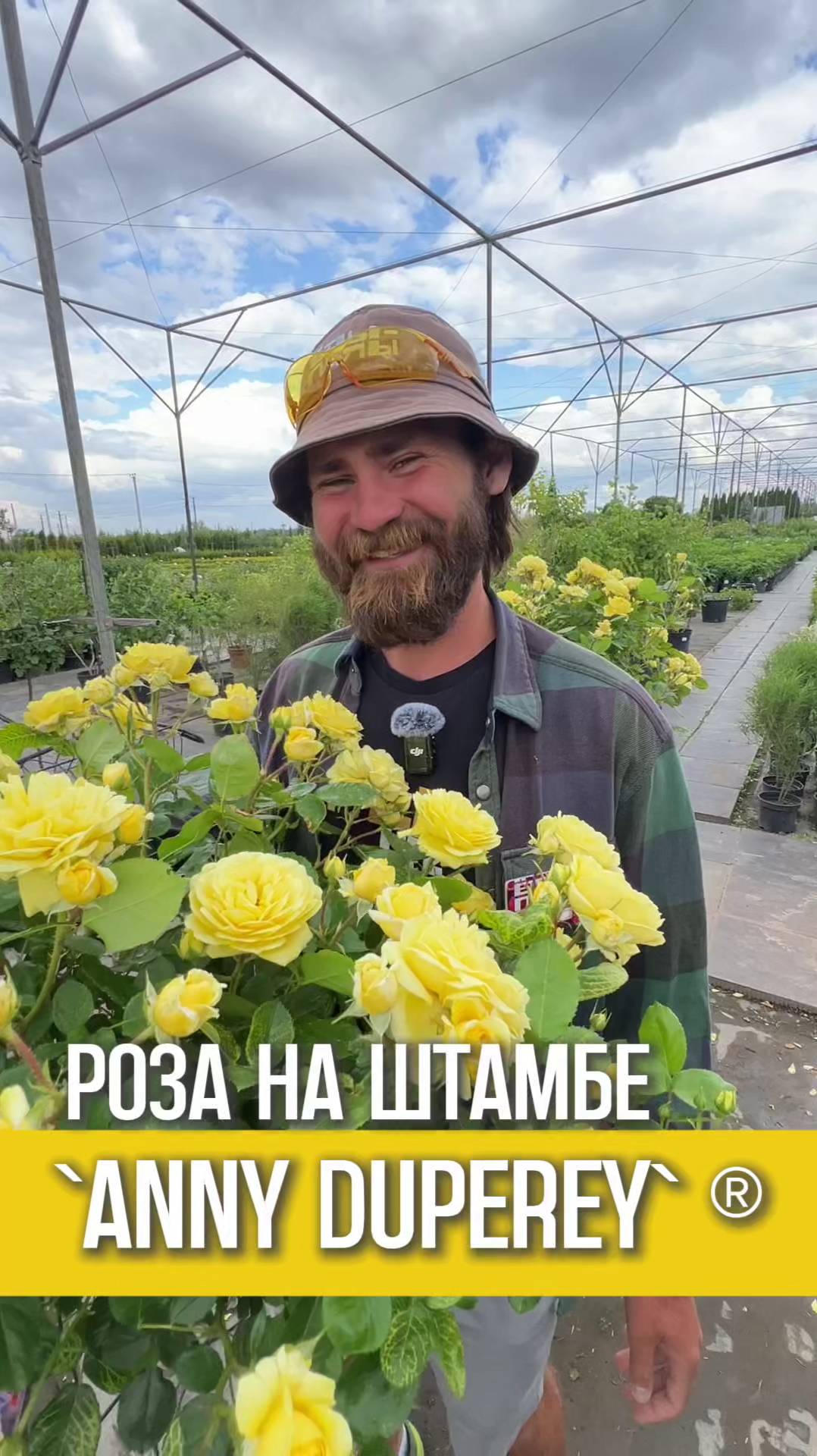 Роза на штамбе `Anny Duperey` — целый букет ростом с человека!