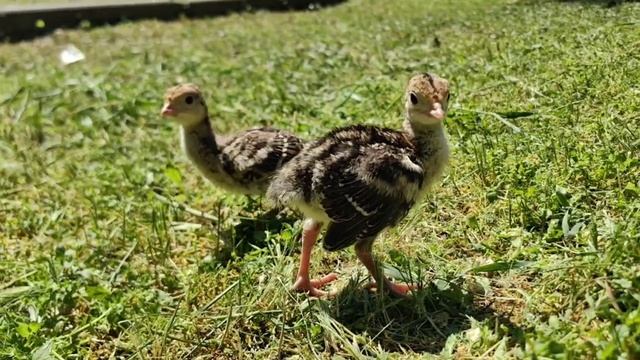 Птенцы павлинов, цесарок и индюков пополнили коллекцию пернатых нашего зоопарка!