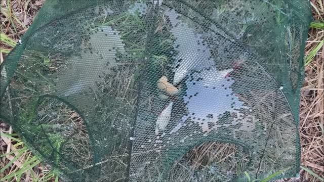 рыбалка в начале июня! клёв беспрерывный! рыба выросла!