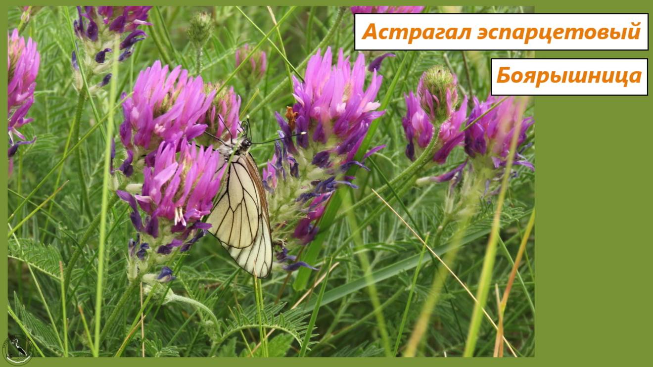 Цветёт Астрагал эспарцетовый. На нём кормится бабочка Боярышница