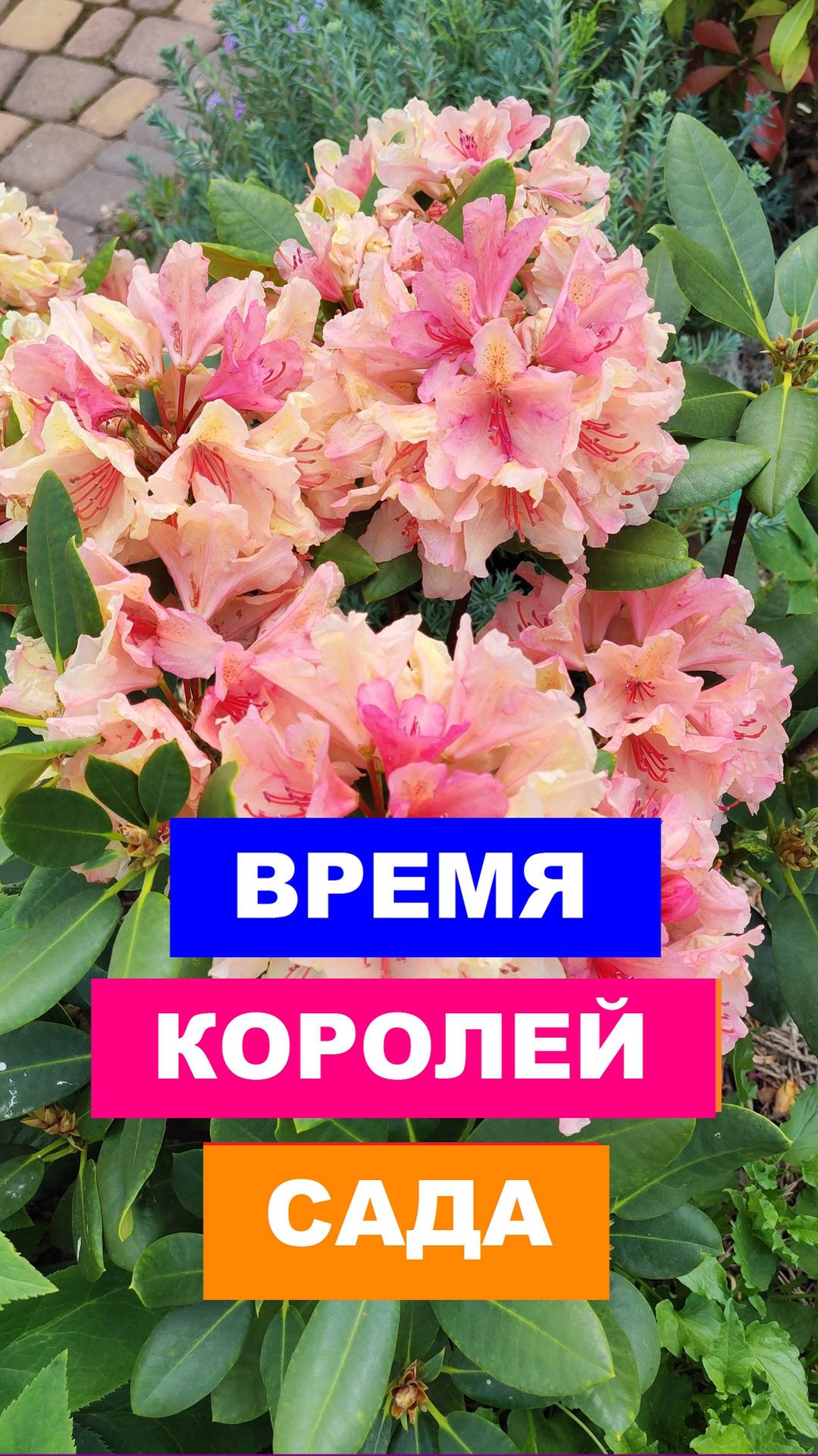 Время королей сада