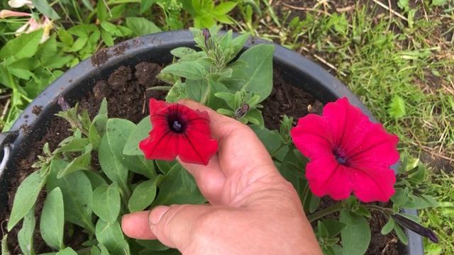 1 июня. Пересаживаю петунии Тайдал