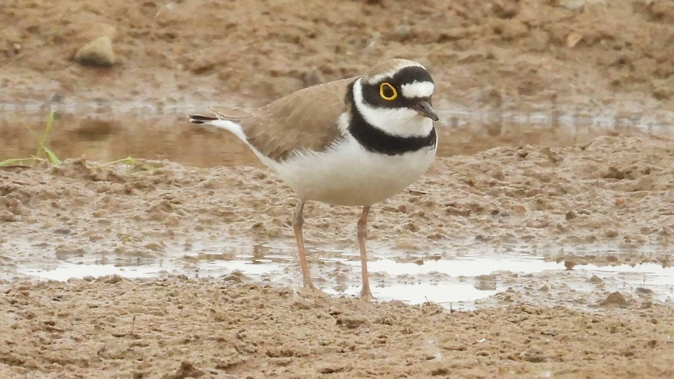 Малый Зуёк, наблюдение птиц в Великом Новгороде, 2 июня 2025