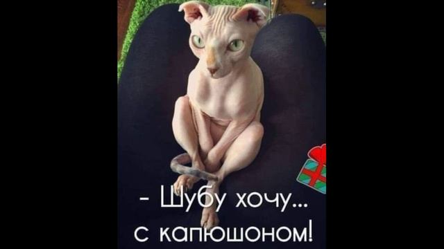 Коты и кошки