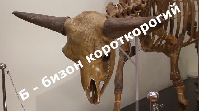 Музейная азбука.Бизон короткорогий