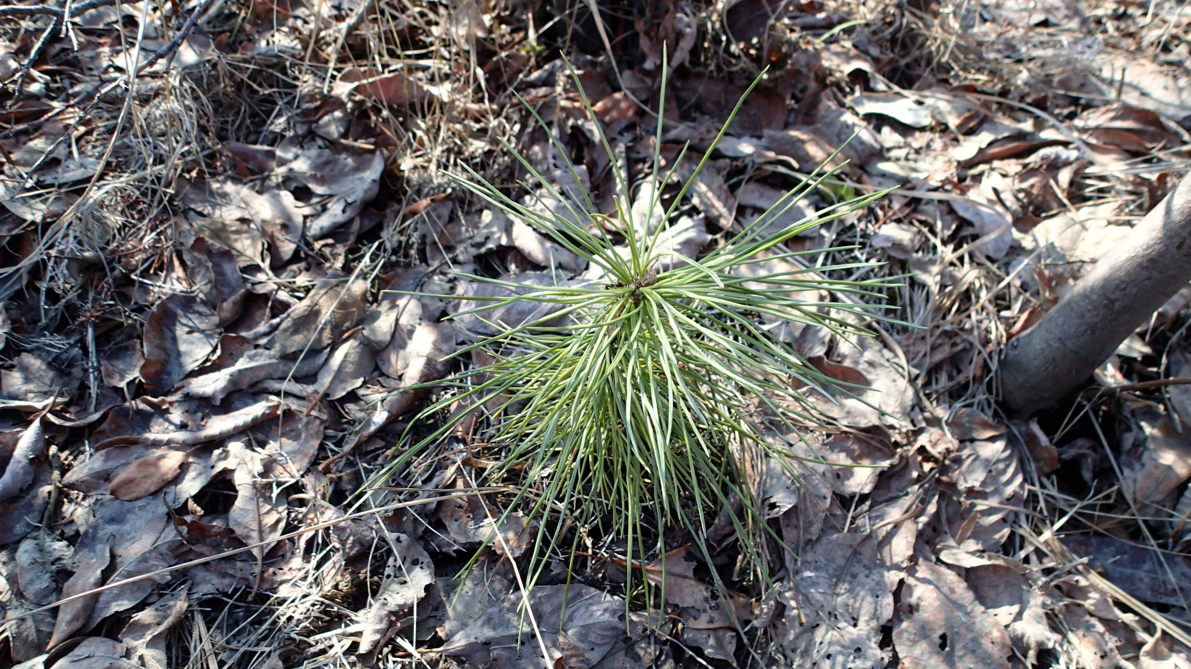 2025.06.02. Норильские окрестности. Кедр и бабочка многоцветница.