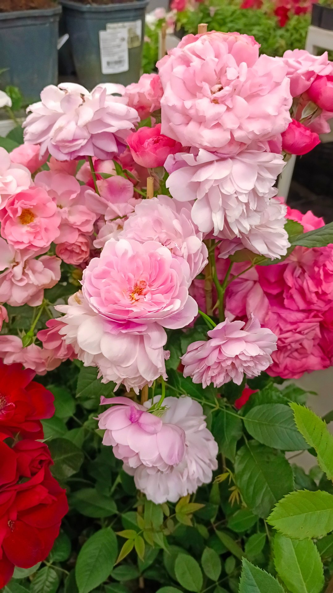 #shorts 🌿Шикарные Розы🌺Лемана Про💚июнь 2025