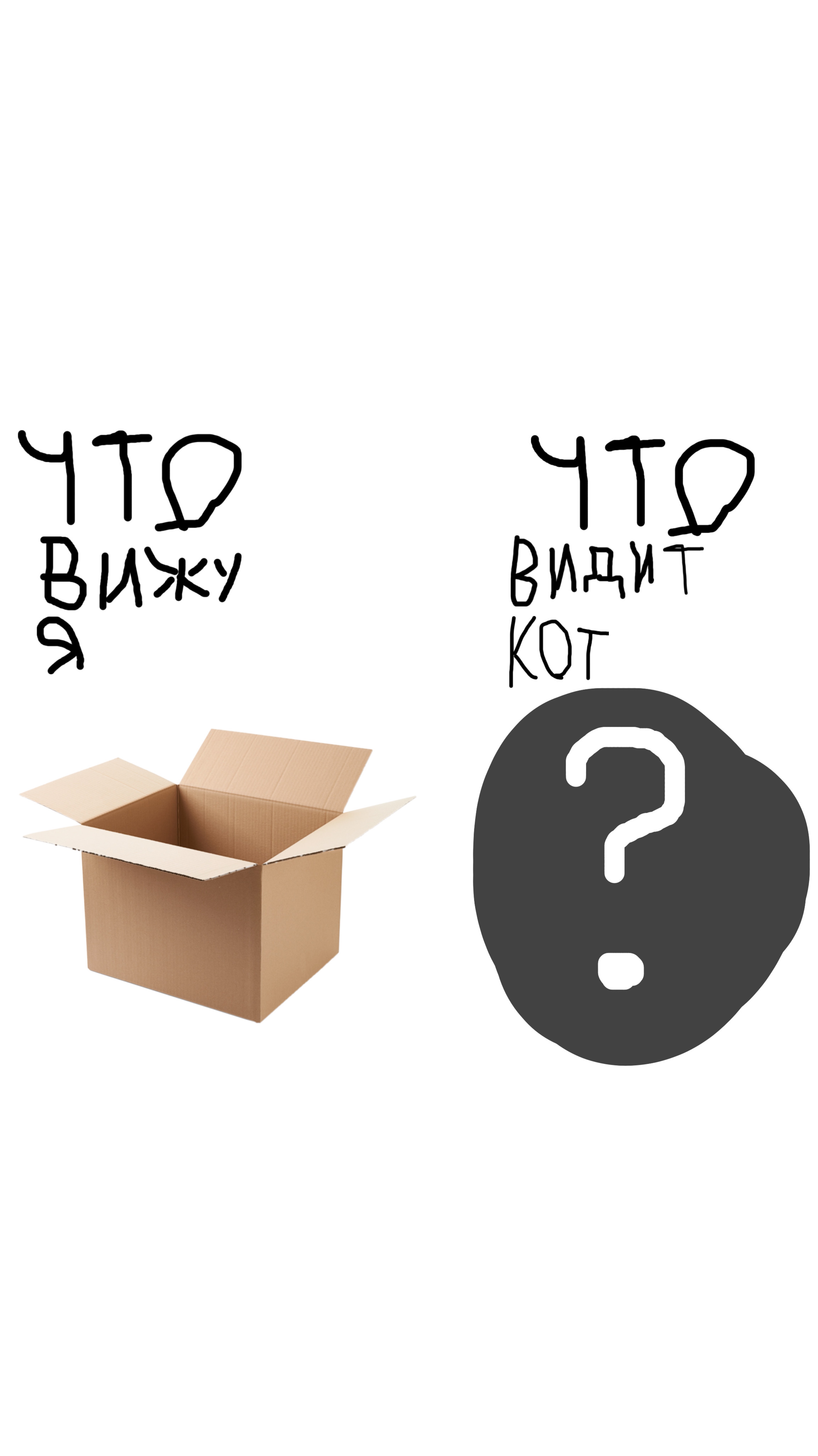 Что вижу я а что видит кот