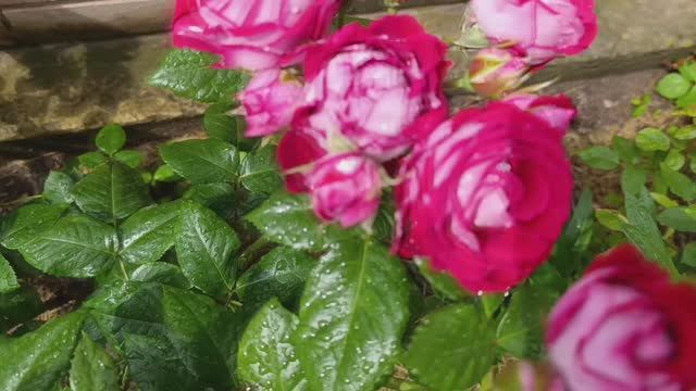 Поздняя посылка,  это не Лидия!