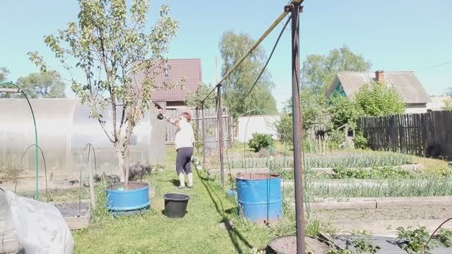 Обрабатываю кусты простым способом. Избавляюсь от вредителей. Крыжовник после обработки.