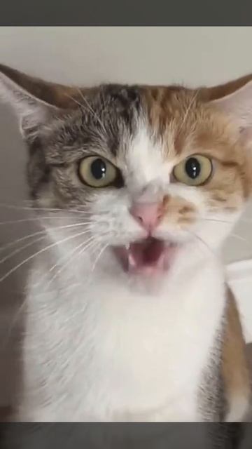 Скажи ХЫЫЫ хищник!