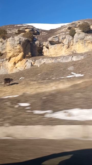 Горные коровы