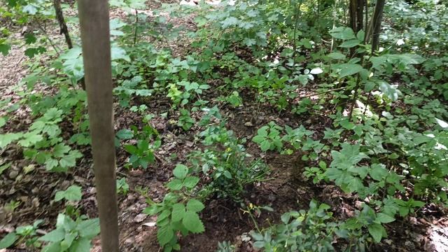 Прогулка к рекам Уруп и Кубань с посадкой шиповника в лесу 01.06.2025г.