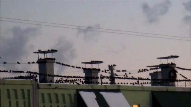 Перелетные птицы. Интересное видео!