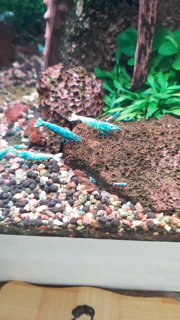 Много потомства креветок "Голубая молния", более известных как blue bolt