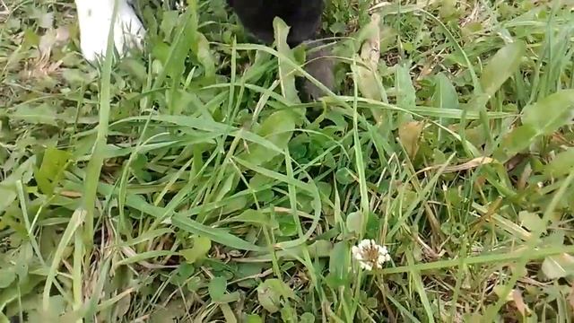 собака мышелов