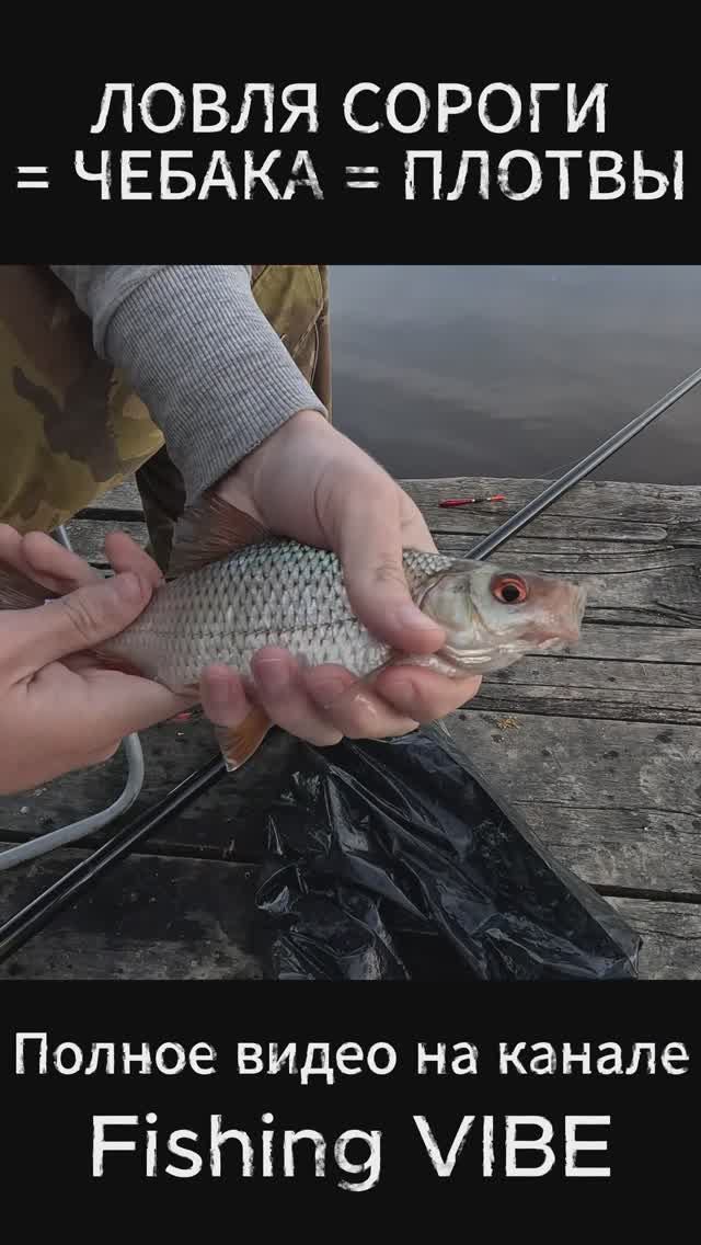 ЛОВЛЯ ПЛОТВЫ на поплавок
#плотва #рыбалка #поплавок #fishingvibe #сорога #чебак #VIBE