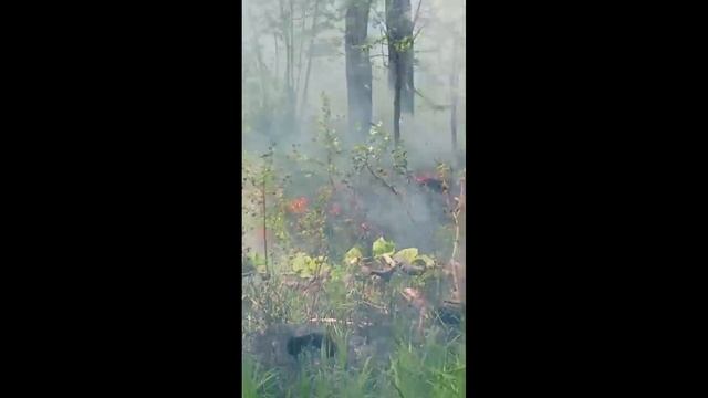 WhatsApp Video 2025-06-02 at 15.24.47 урез