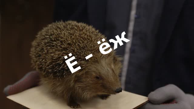 Музейная азбука. Ёж