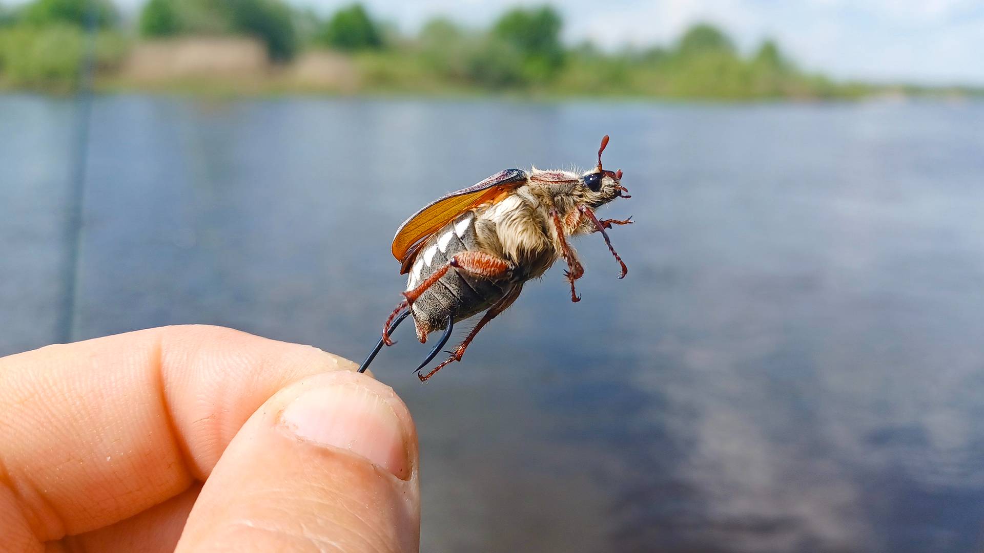 Голавль на майского жука. ТАКУЮ РЫБАЛКУ ПОЛЮБИШЬ С ПЕРВОГО РАЗА! 2025
