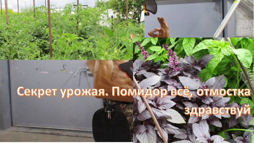 Базилик , три секрета урожая. Собрание колхоза им. Маррмока Ужасного постановило. Помидоры всё...