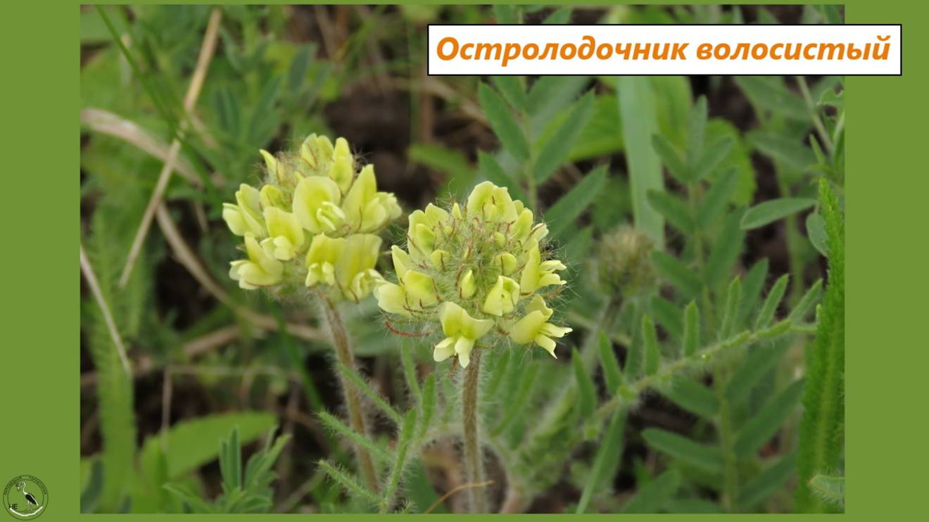 Остролодочник волосистый - похож на жёлтый клевер