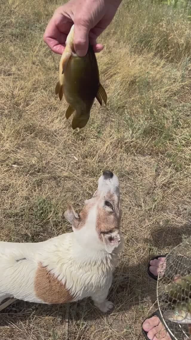 Что за Чудо-Юдо 😜