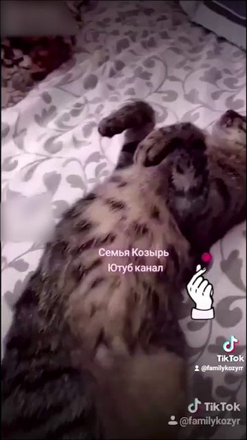 Кошка врушка. Зачем она это делает / Семья Козырь Сочи