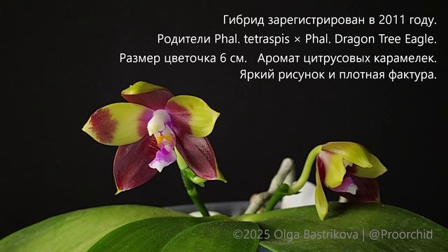 Phal. Tying Shin Fly Eagle