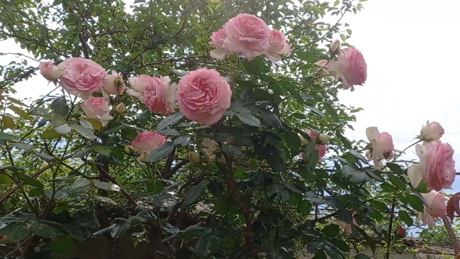 02-06-2025 Огурцы в бочке Розы зацвели, жасмин,лихнес корончатый.Извязываю пряжу